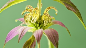 How to Plant, Grow, and Care for Spotted Bee Balm