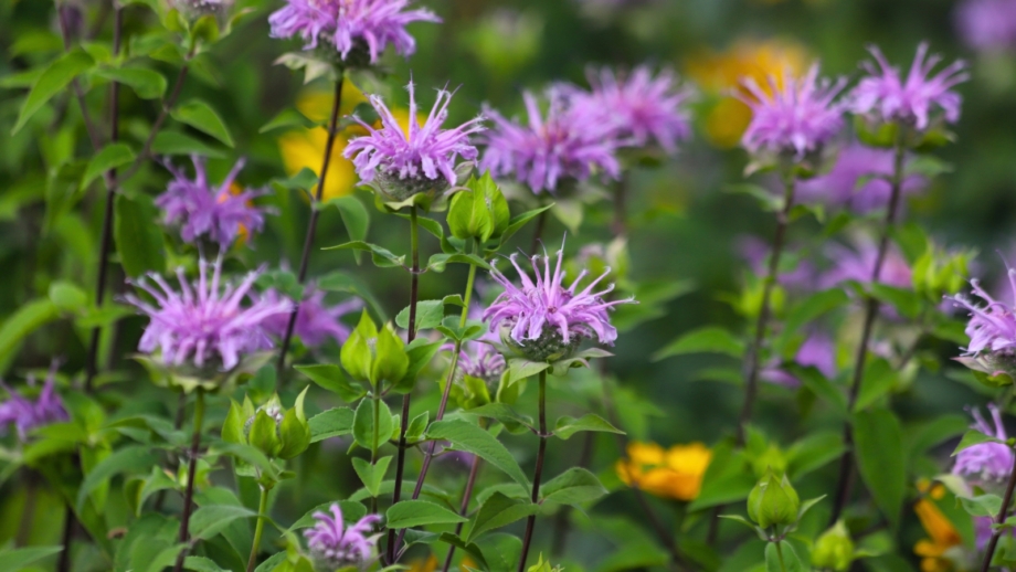 31 Native Plants That Attract Wildlife