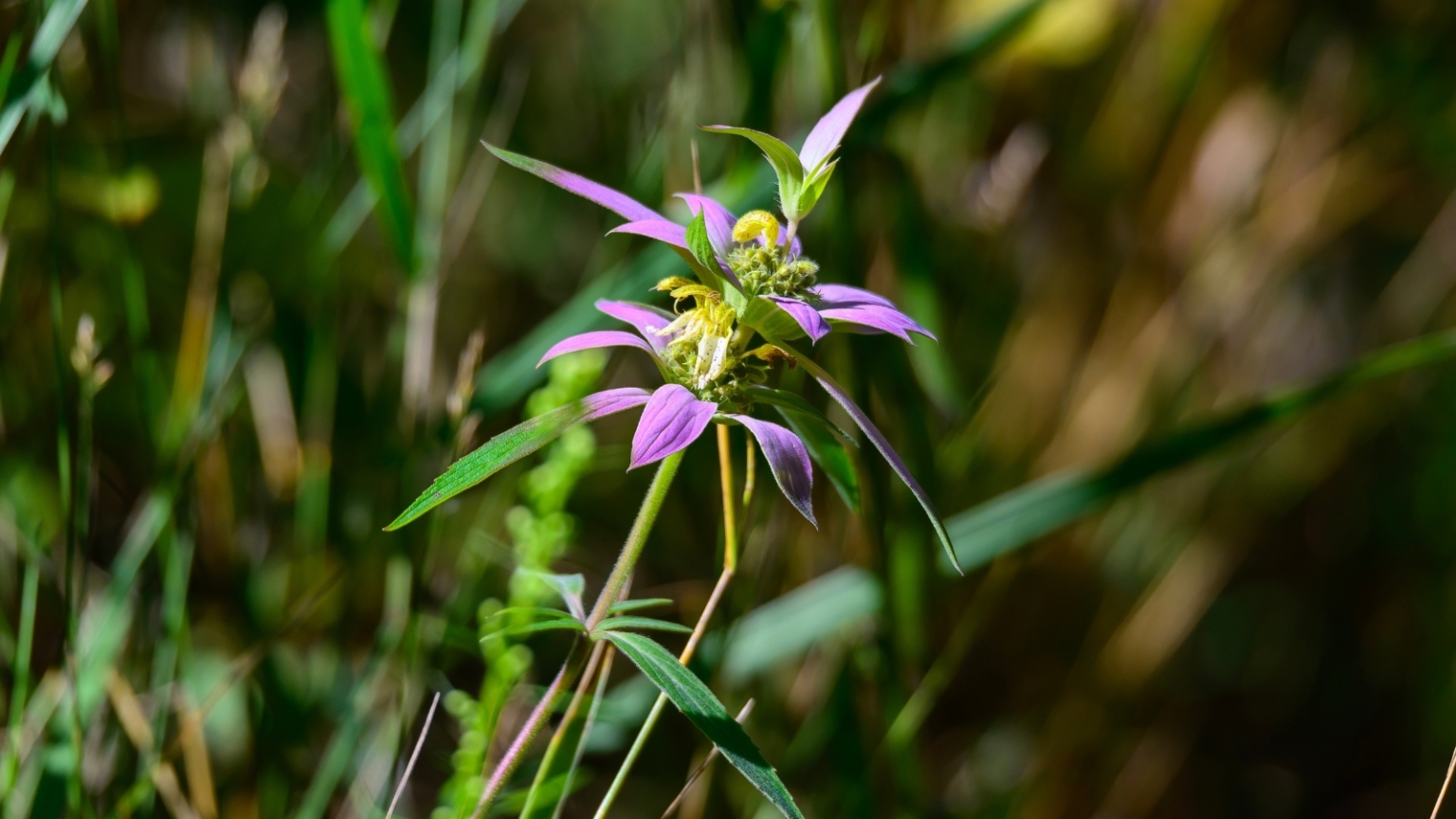 How to Plant, Grow, and Care for Spotted Bee Balm