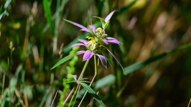 How to Plant, Grow, and Care for Spotted Bee Balm
