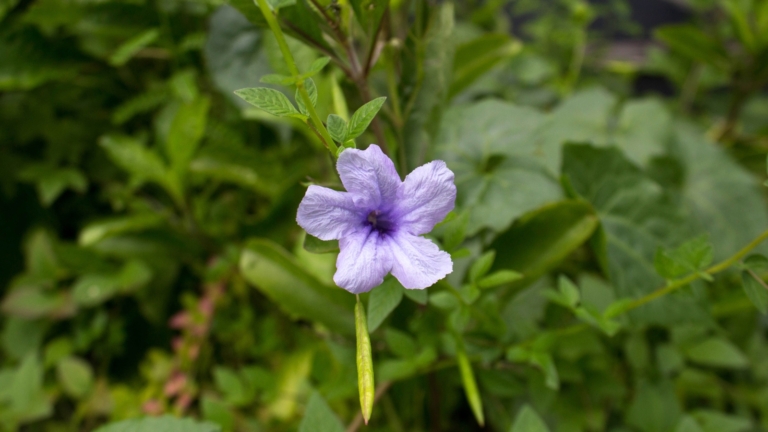 How to Plant, Grow, and Care For Wild Petunias