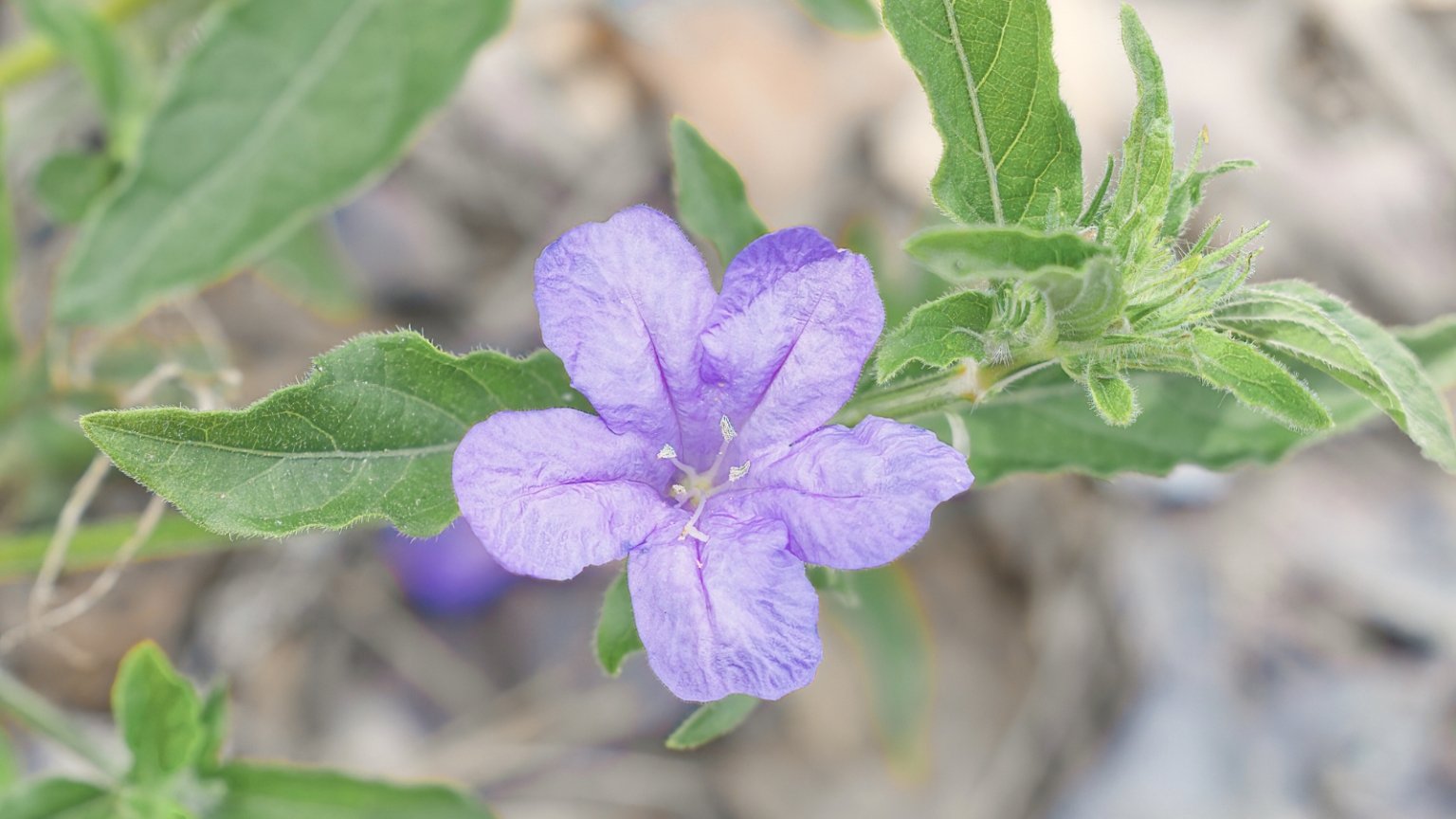 How to Plant, Grow, and Care For Wild Petunias