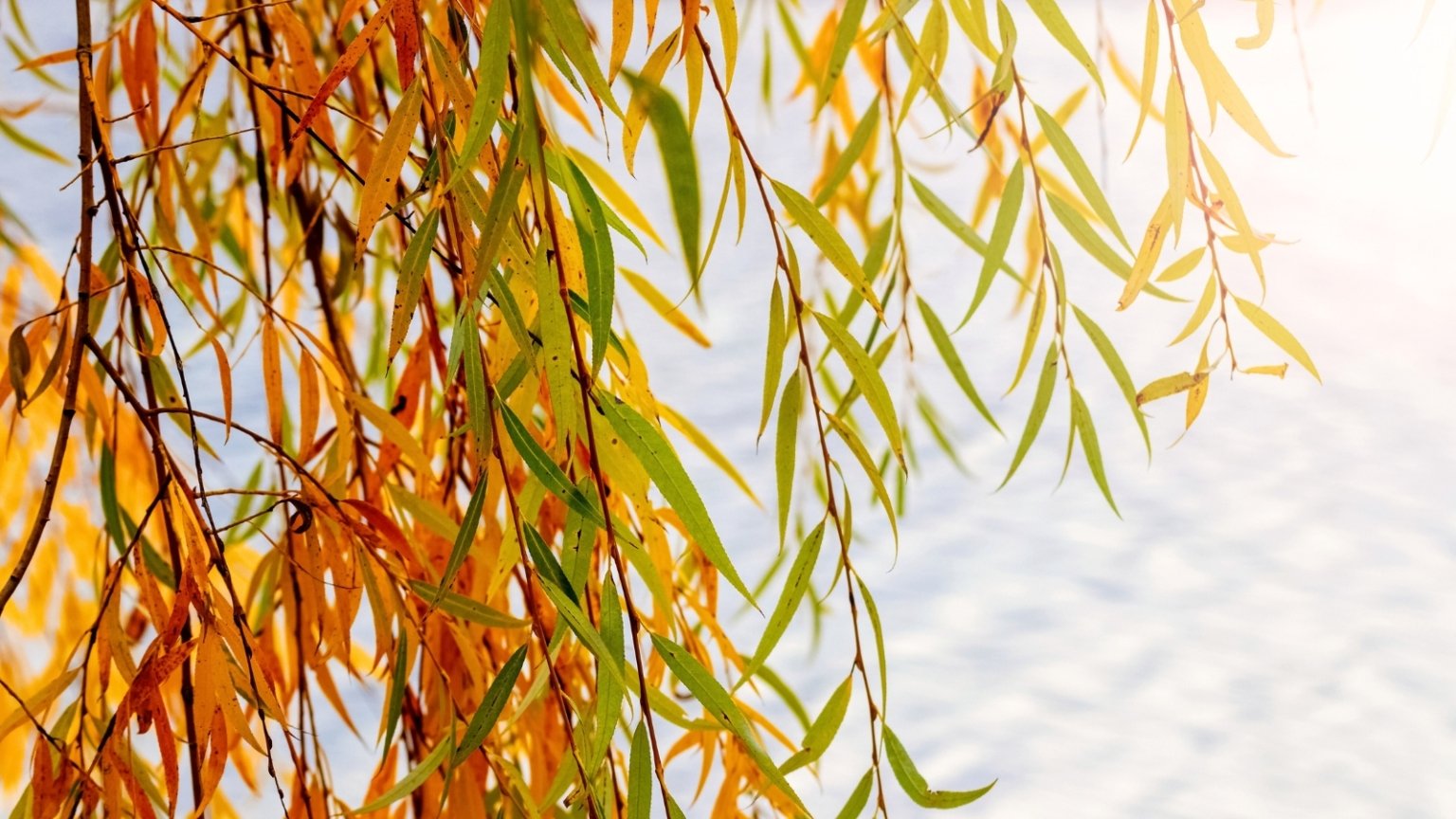 How to Plant, Grow, and Care For Willow Trees