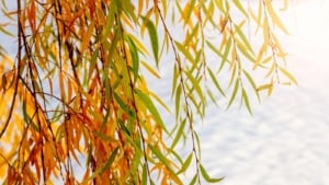 How to Plant, Grow, and Care For Willow Trees