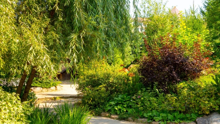 How to Plant, Grow, and Care For Willow Trees