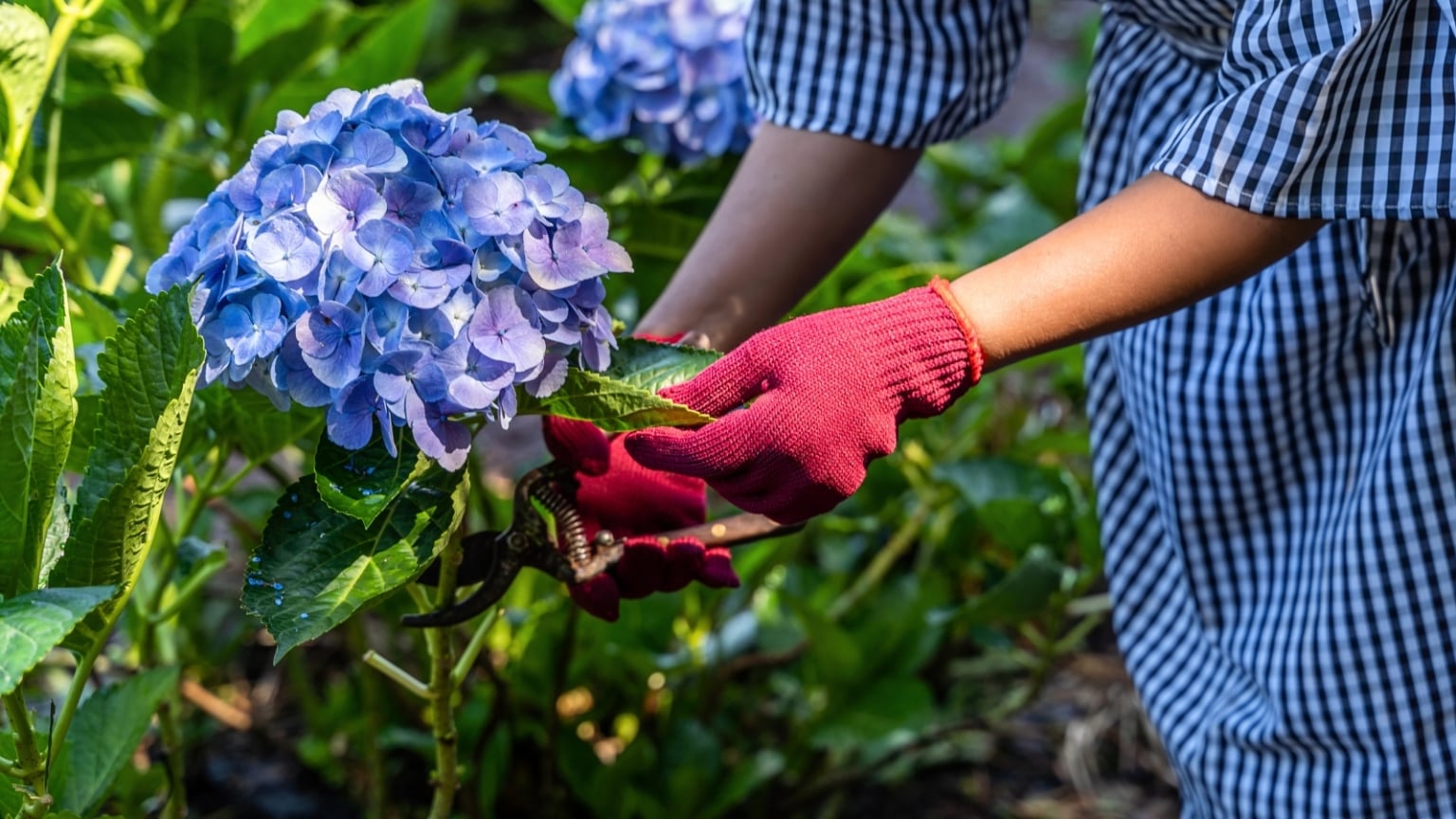 5 Tips for Long-Lasting Cut Hydrangea Blooms