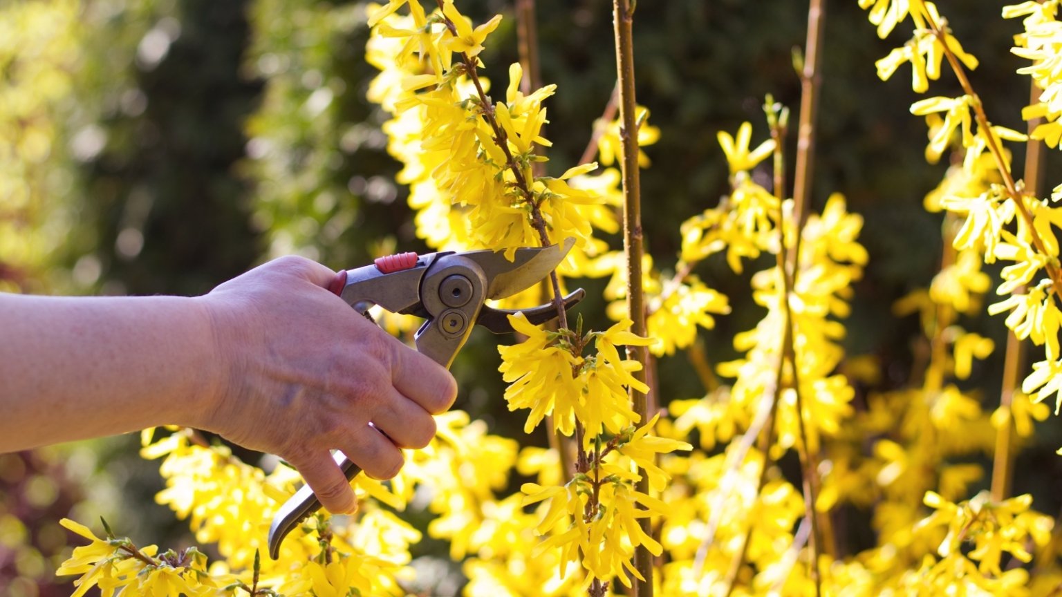 How to Plant, Grow, and Care For Forsythia