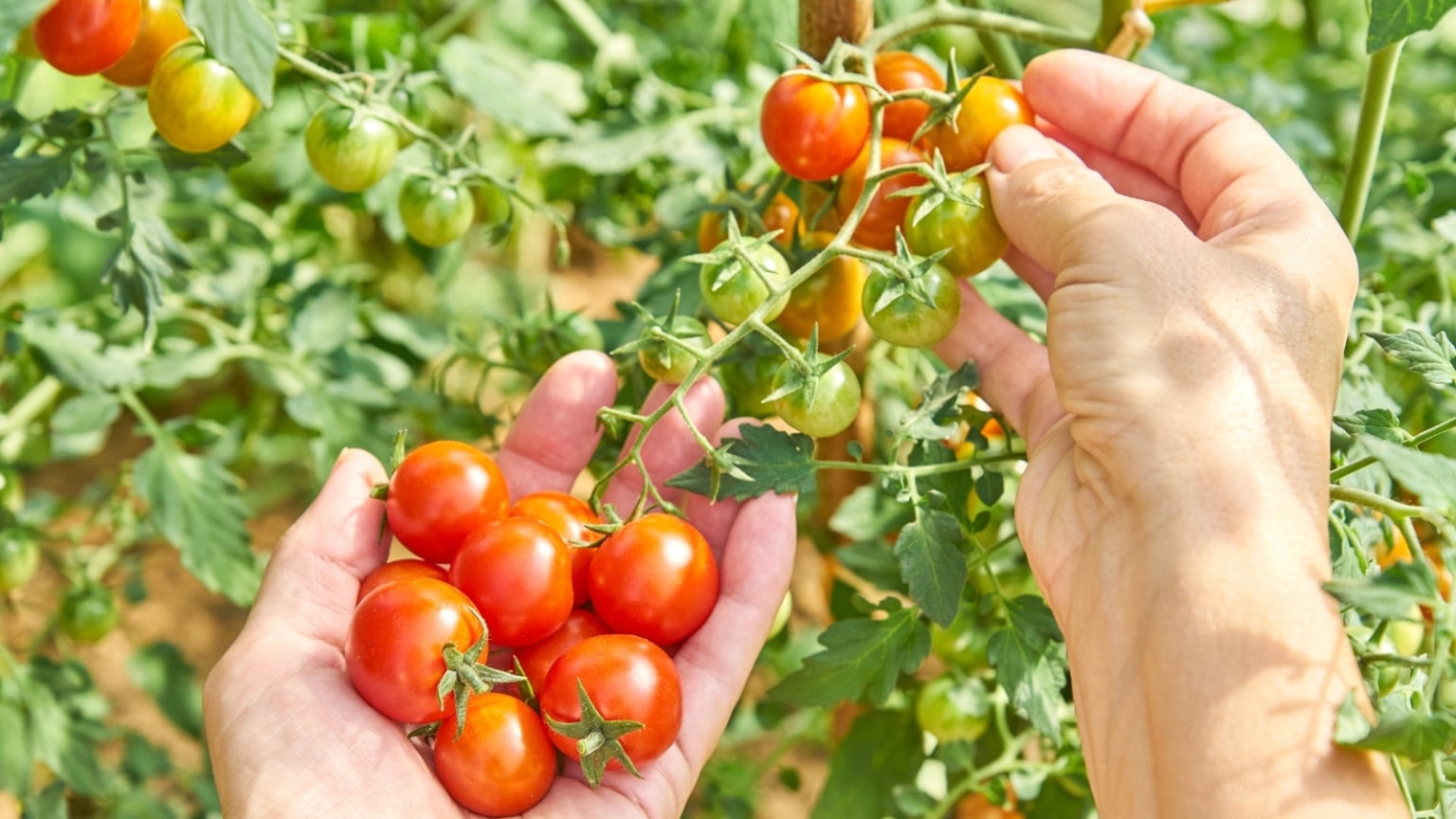 13 Tips for the Sweetest, Most Flavorful Tomatoes