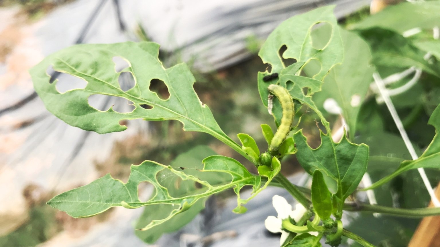 What's Eating My Pepper Plant? Pepper Pests