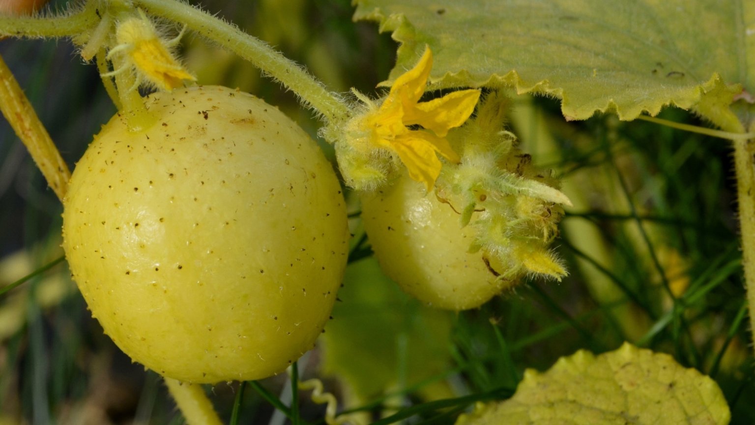 How to Plant, Grow, and Care for Lemon Cucumbers