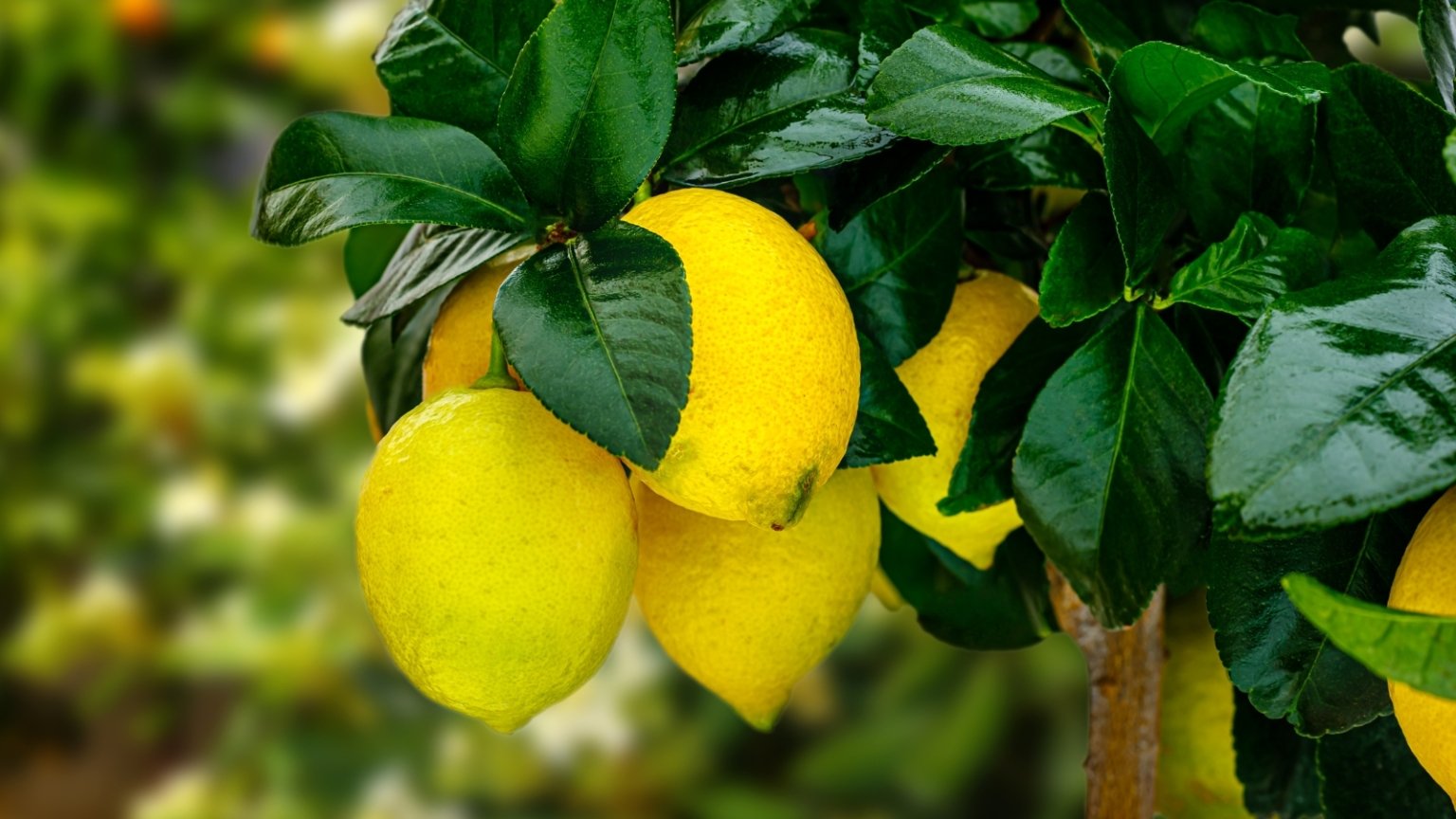 15 Fruit Trees That Thrive in Florida Gardens