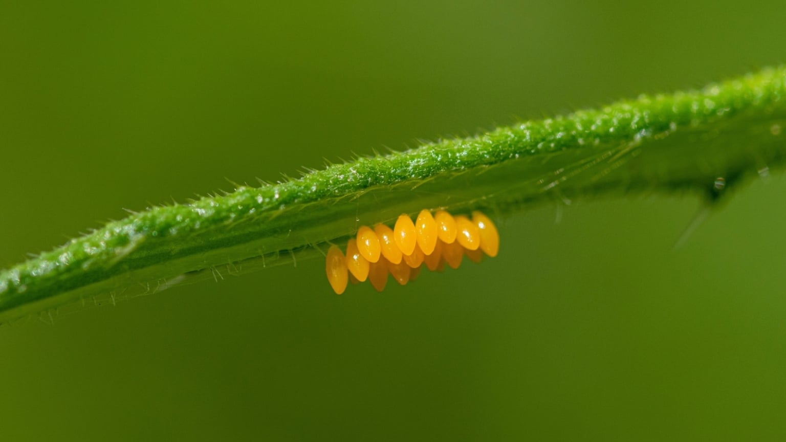 How to Tell The Difference Between Native US and Asian Ladybugs