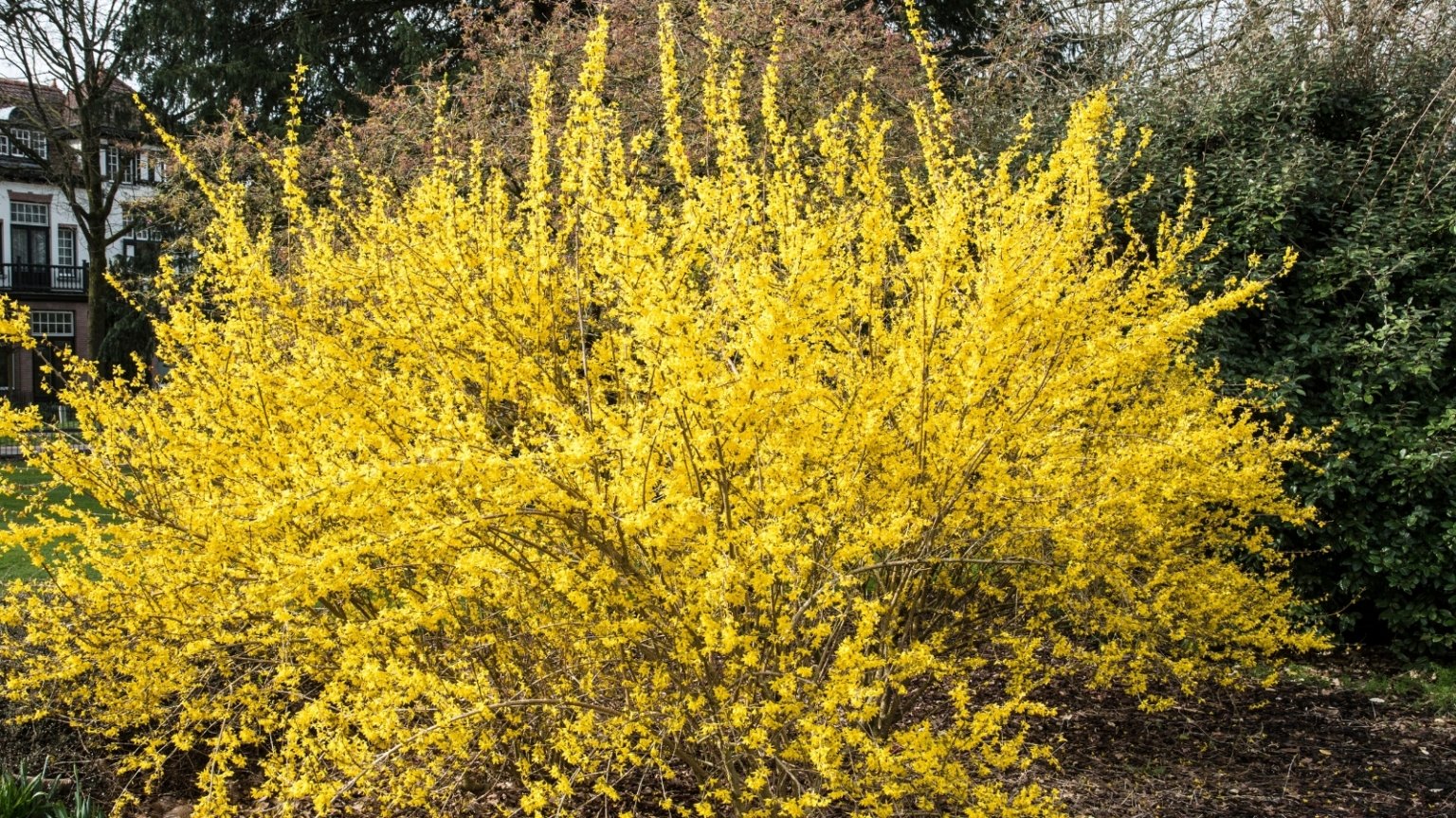 How to Plant, Grow, and Care For Forsythia