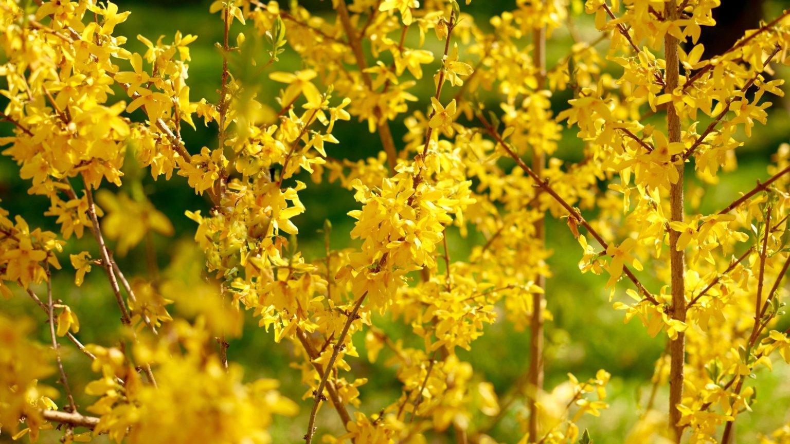 How to Plant, Grow, and Care For Forsythia
