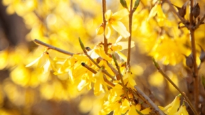 How to Plant, Grow, and Care For Forsythia