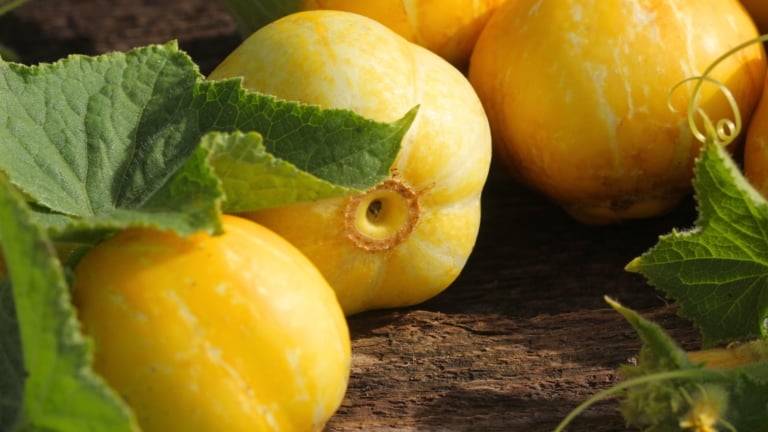 How to Plant, Grow, and Care for Lemon Cucumbers