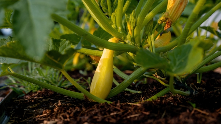 How to Grow Squash in Raised Beds: 9 Pro Tips