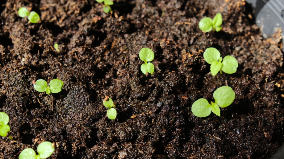 How to Plant, Grow, and Care for 'Prolific' Hardy Kiwi Vines
