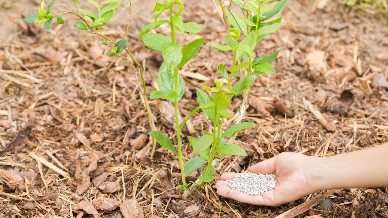 How to Grow Blackberries in Raised Beds: 9 Pro Tips