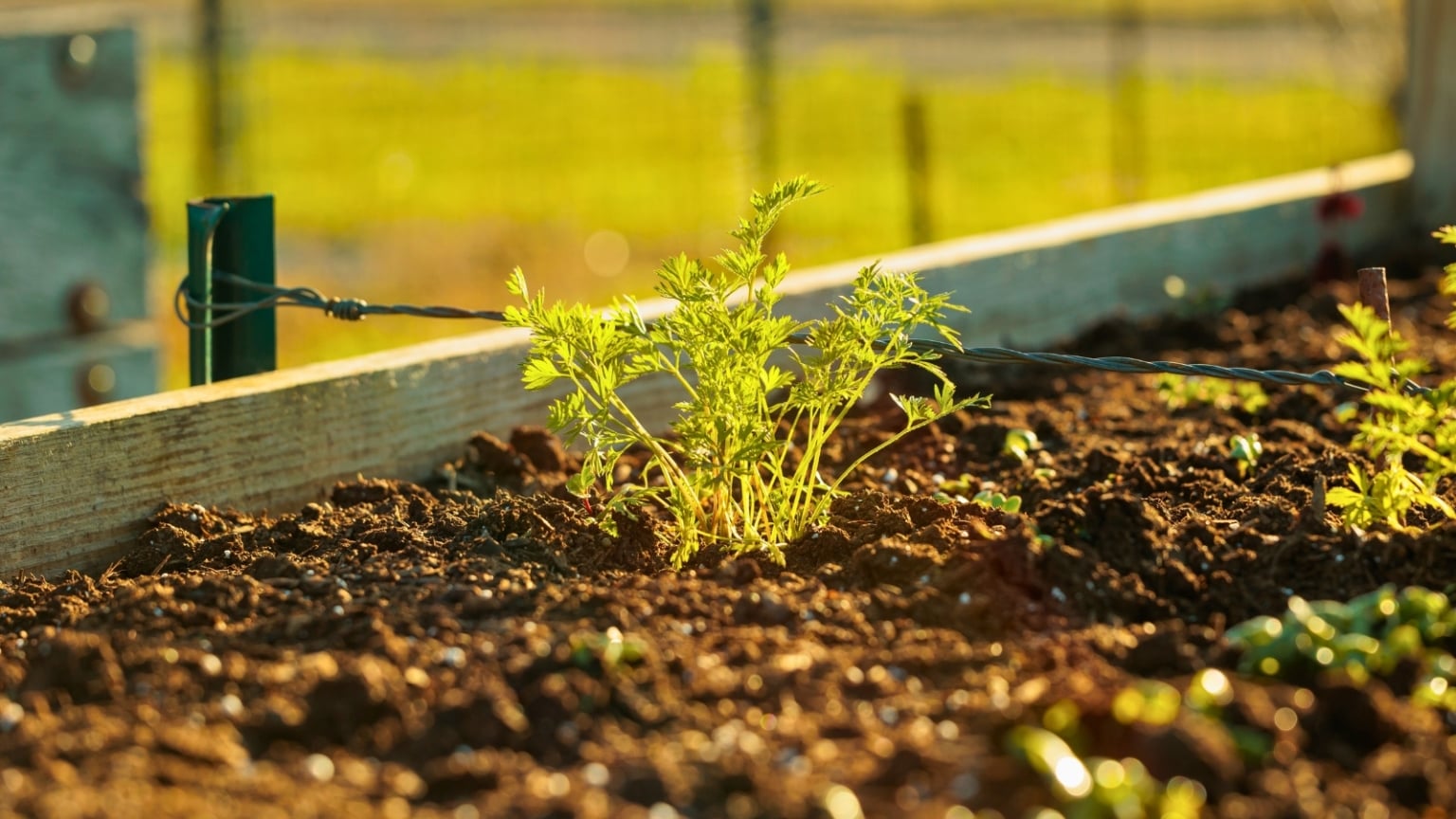 7 Tips for Faster Seed Germination