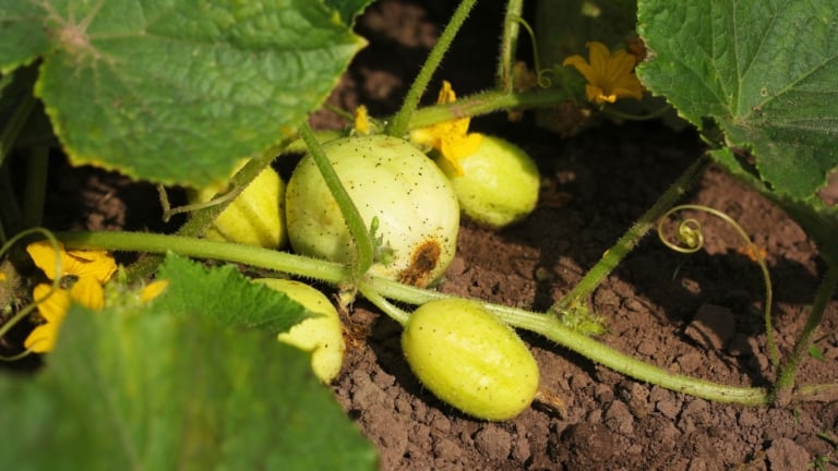 How to Plant, Grow, and Care for Lemon Cucumbers
