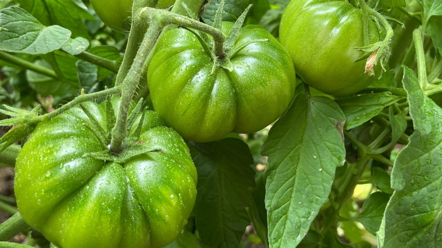 How to Plant, Grow, and Care for 'Black Krim' Tomatoes
