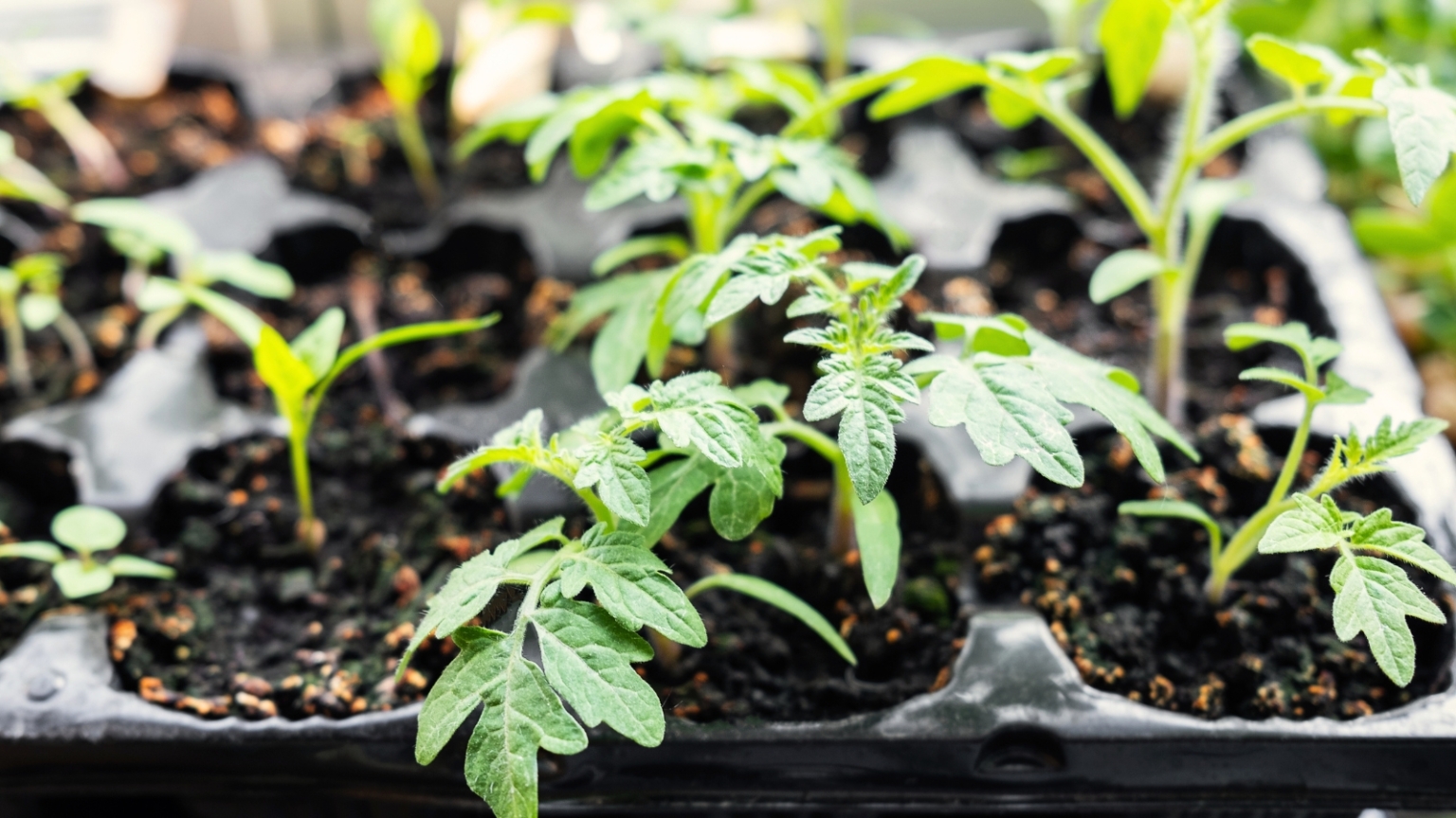 How to Plant, Grow, and Care for Heirloom Tomatoes