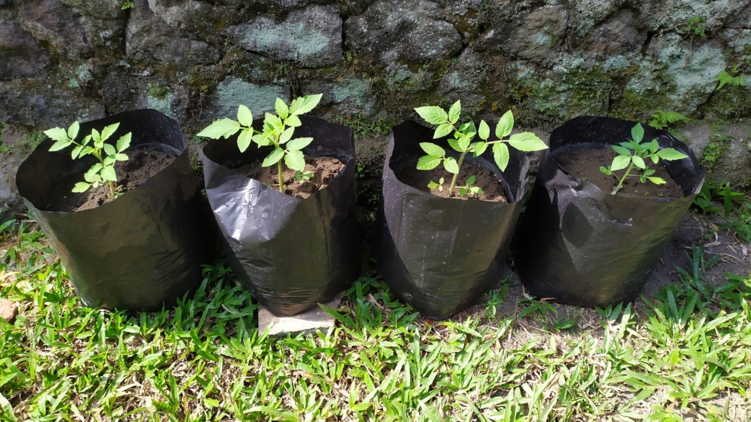 How to Grow Epic Tomatoes in Grow Bags