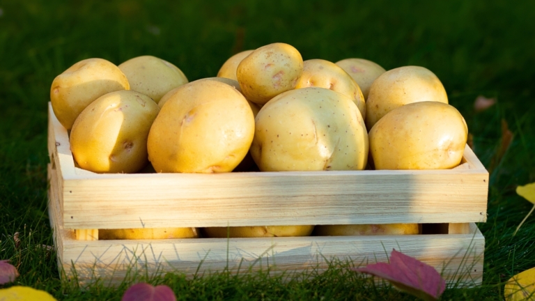 9 Tips for Growing Loads of Potatoes in Raised Beds