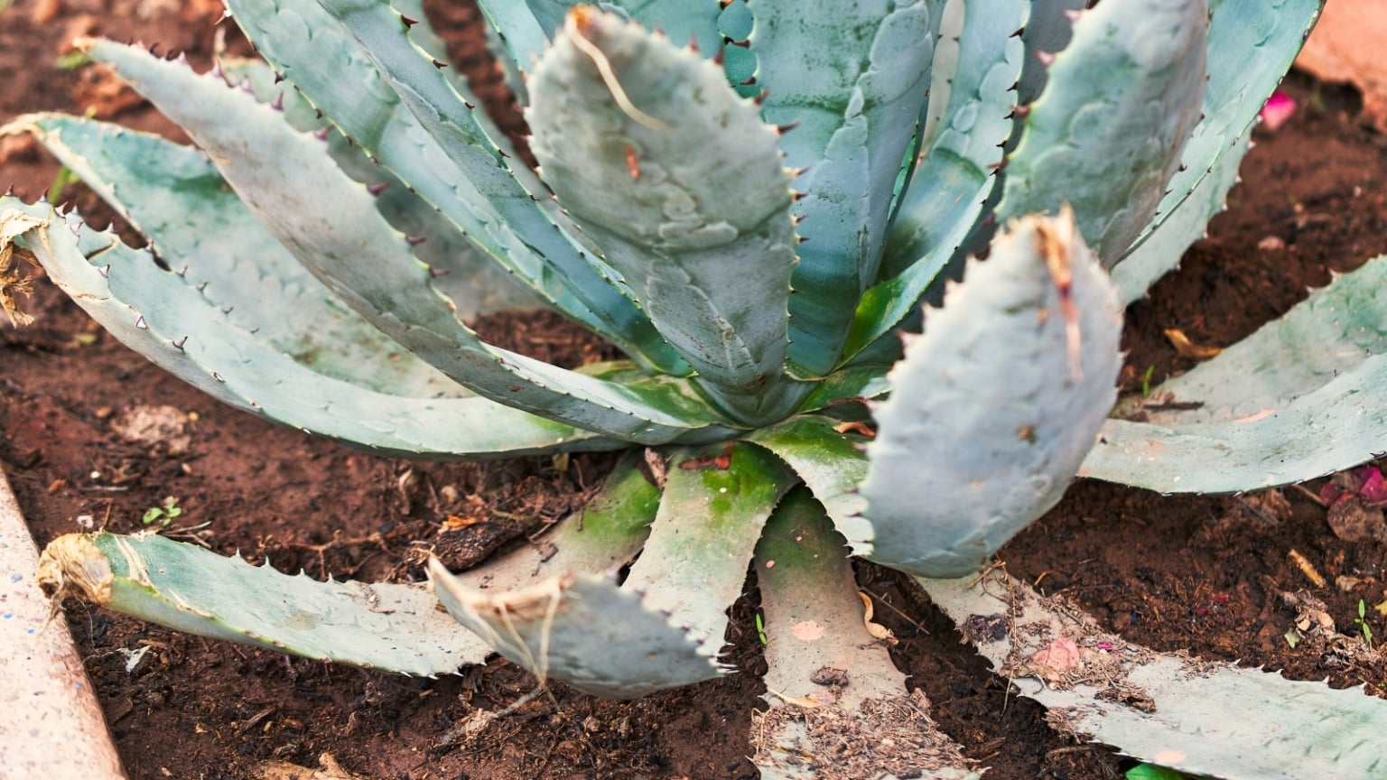 What Kind of Soil Does Agave Need?