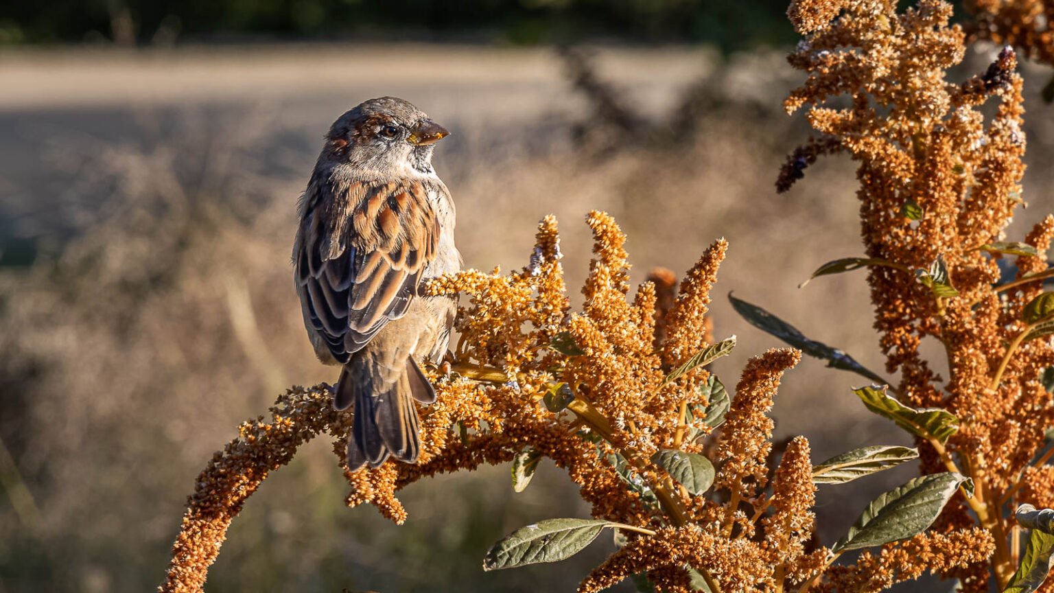 How to Plant, Grow, and Care for Amaranth