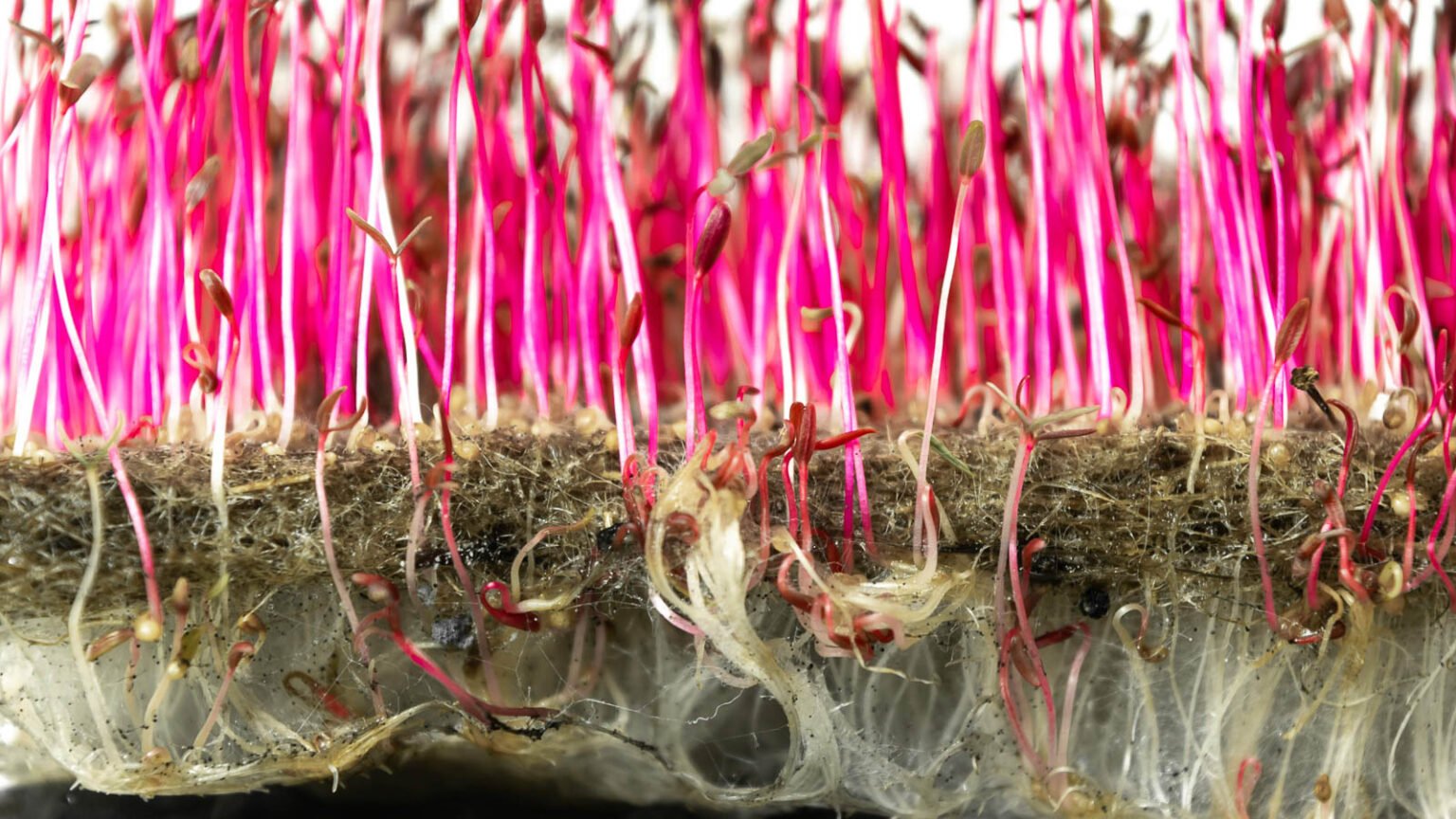 How to Plant, Grow, and Care for Amaranth