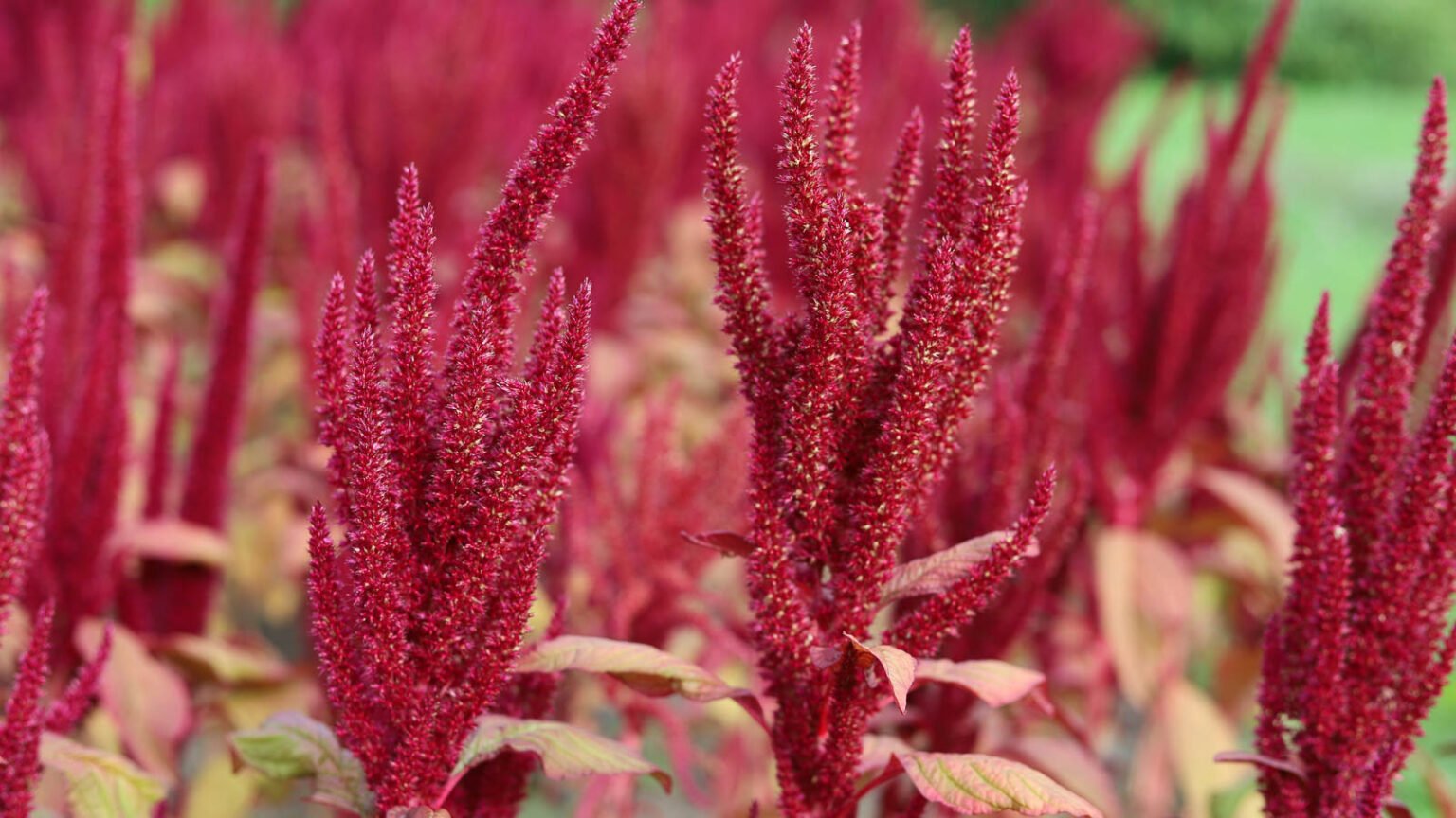 How to Plant, Grow, and Care for Amaranth