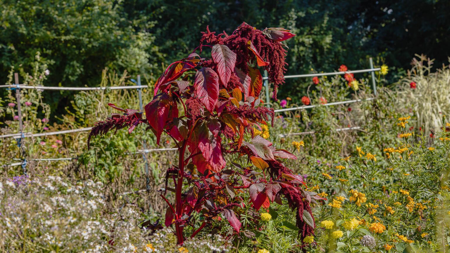 How to Plant, Grow, and Care for Amaranth