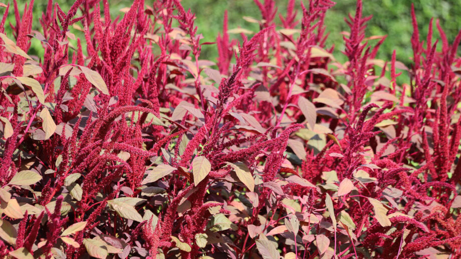 How to Plant, Grow, and Care for Amaranth