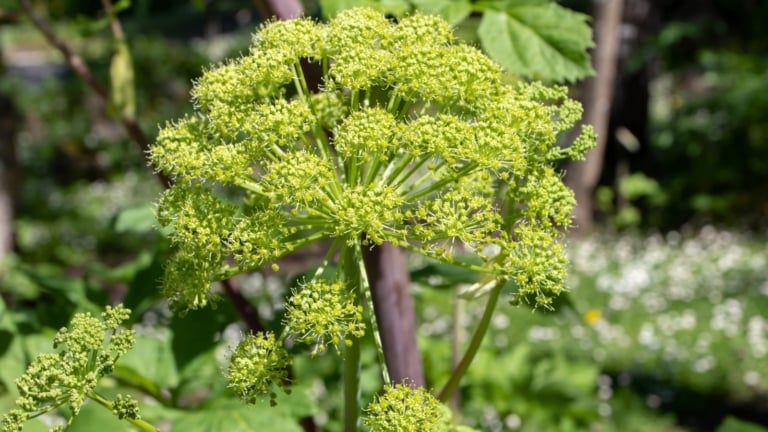 How to Plant, Grow, and Care For Angelica