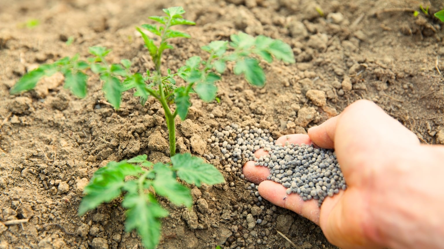 Tomato Fertilizer Facts & How To Use Them Right - Epic Gardening