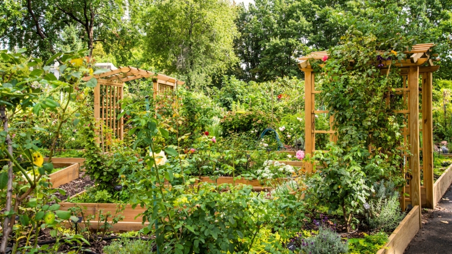 19 Best Plants For Growing on Arches in Raised Beds