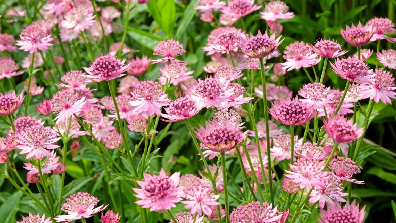 How to Plant, Grow, and Care For Astrantia