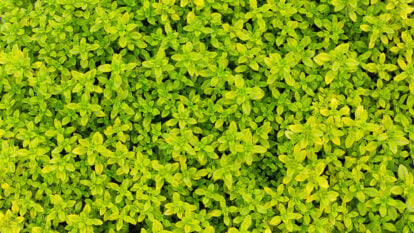 How to Plant, Grow, and Care for Lemon Thyme