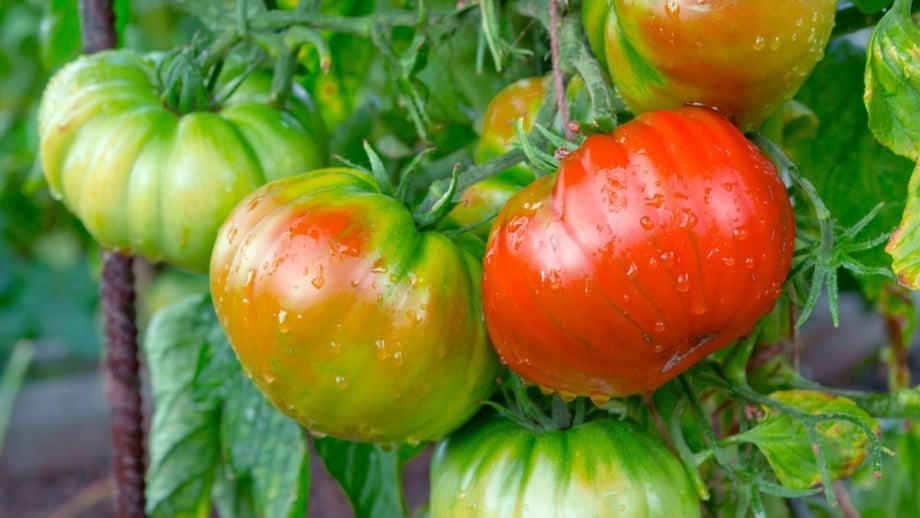 How to Plant, Grow, and Care for Heirloom Tomatoes
