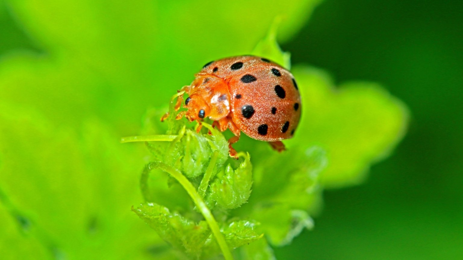 How to Tell The Difference Between Native US and Asian Ladybugs