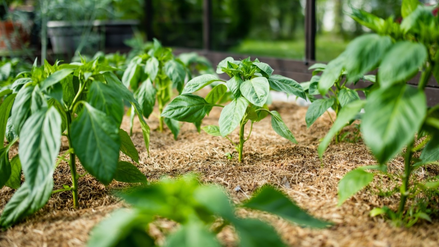 How To Spread Mulch The Right Way