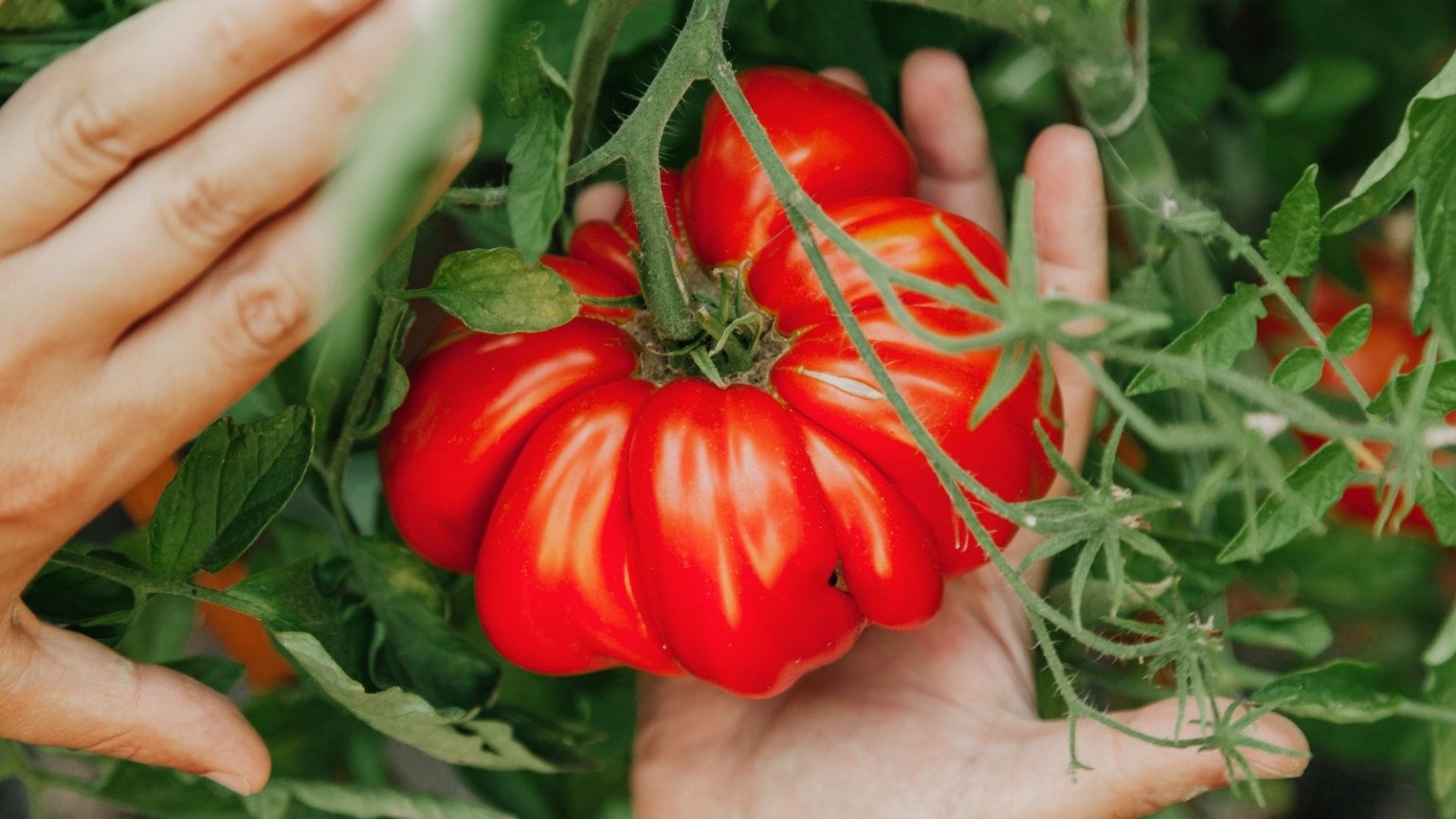 5 Tips for Growing Really Big Tomatoes