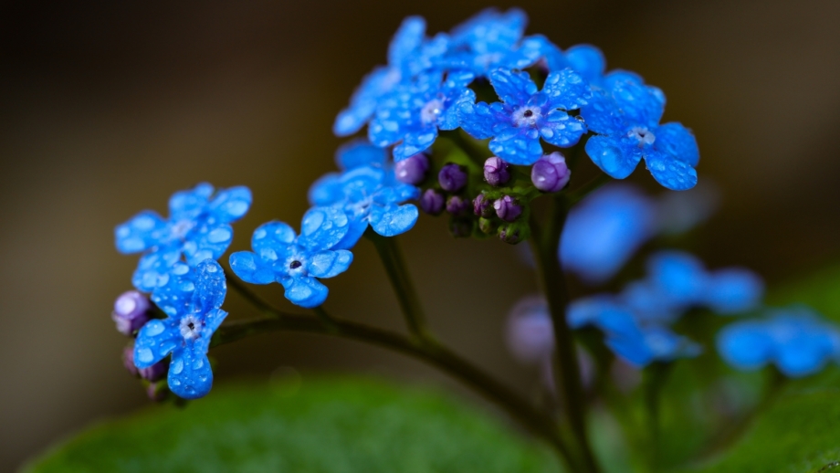 How to Plant, Grow, and Care for Brunnera