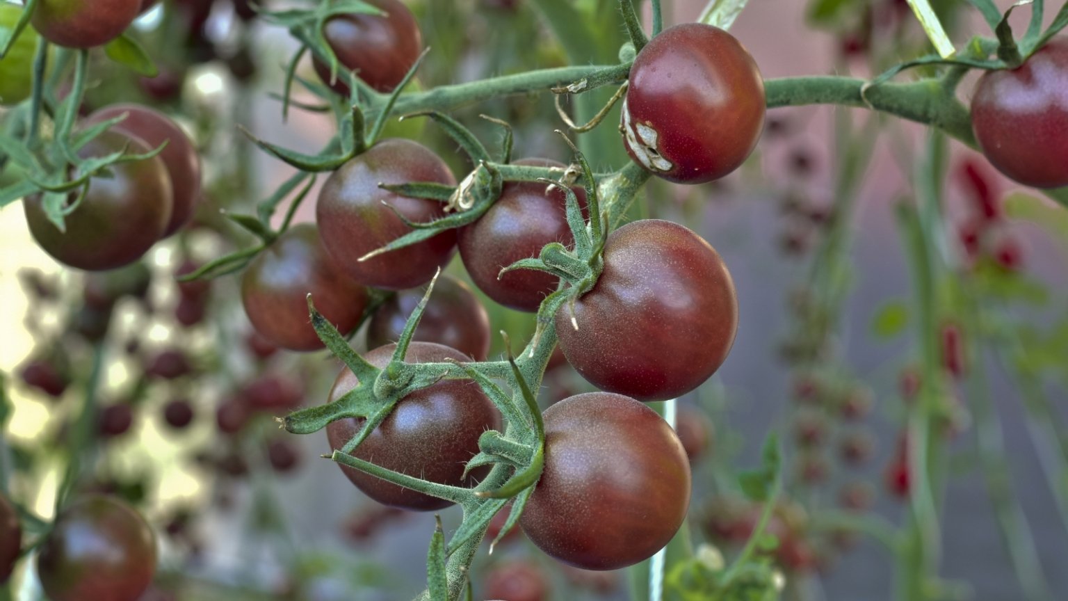 17 Cherry Tomatoes for Your Summer Garden