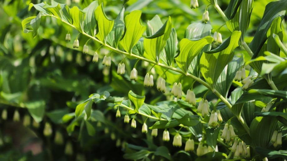 How to Plant, Grow, and Care For Solomon's Seal