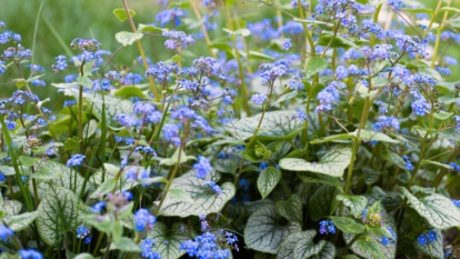 How to Plant, Grow, and Care for Brunnera