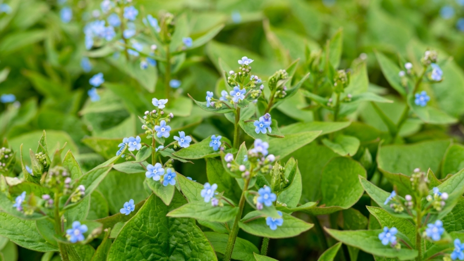 How to Plant, Grow, and Care for Brunnera