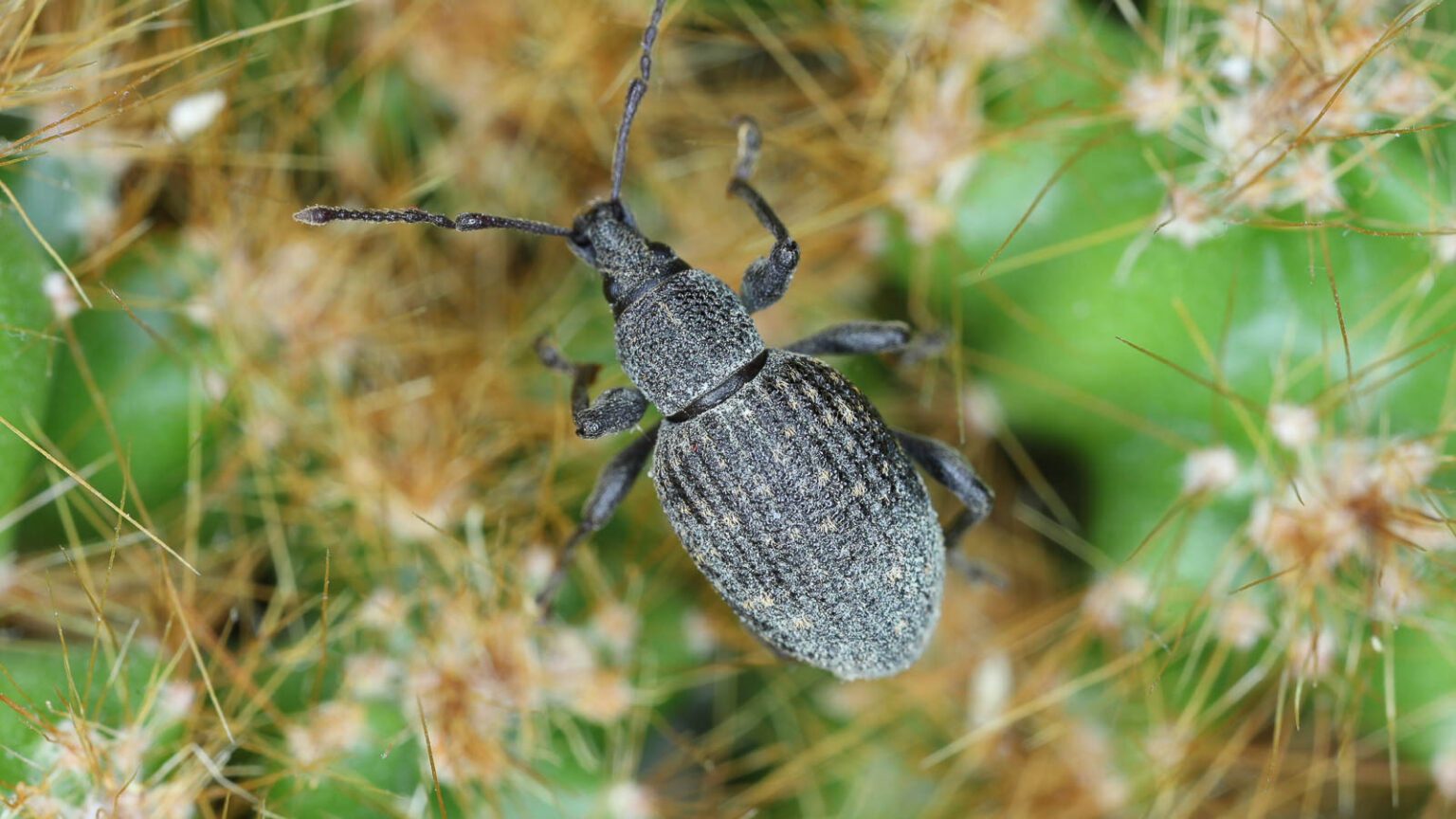 How to Identify and Control Strawberry Root Weevil